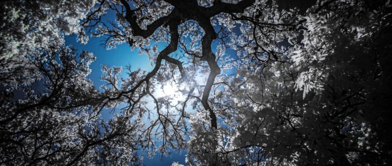 What is a Fractal? - The Ultimate Guide to Understanding Fractals